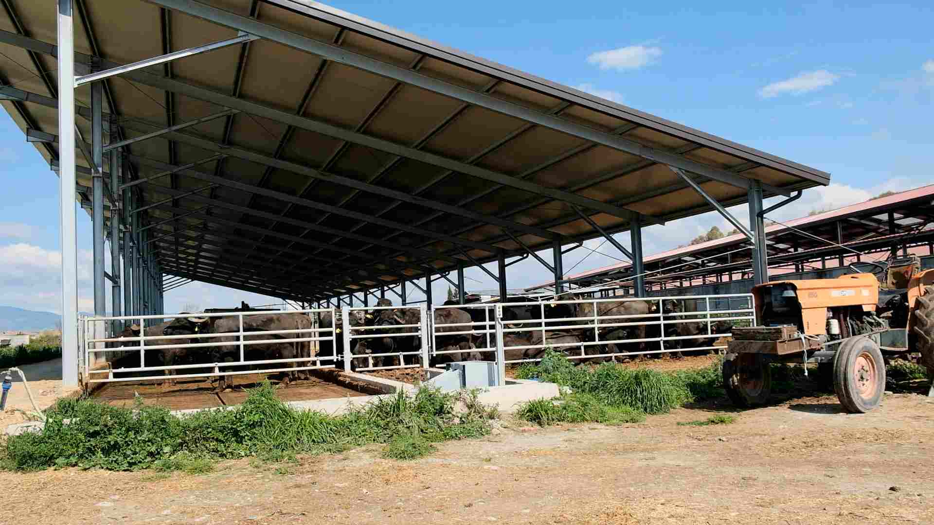 Lenza Lunga: la smart farm per bufale a impatto zero - ReStart in Green